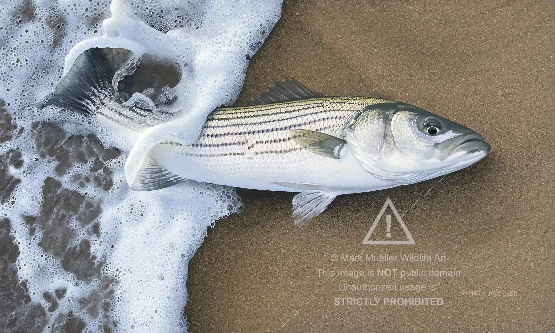 "Surf Schoolie" - Striped Bass - Mark Mueller Wildlife Art